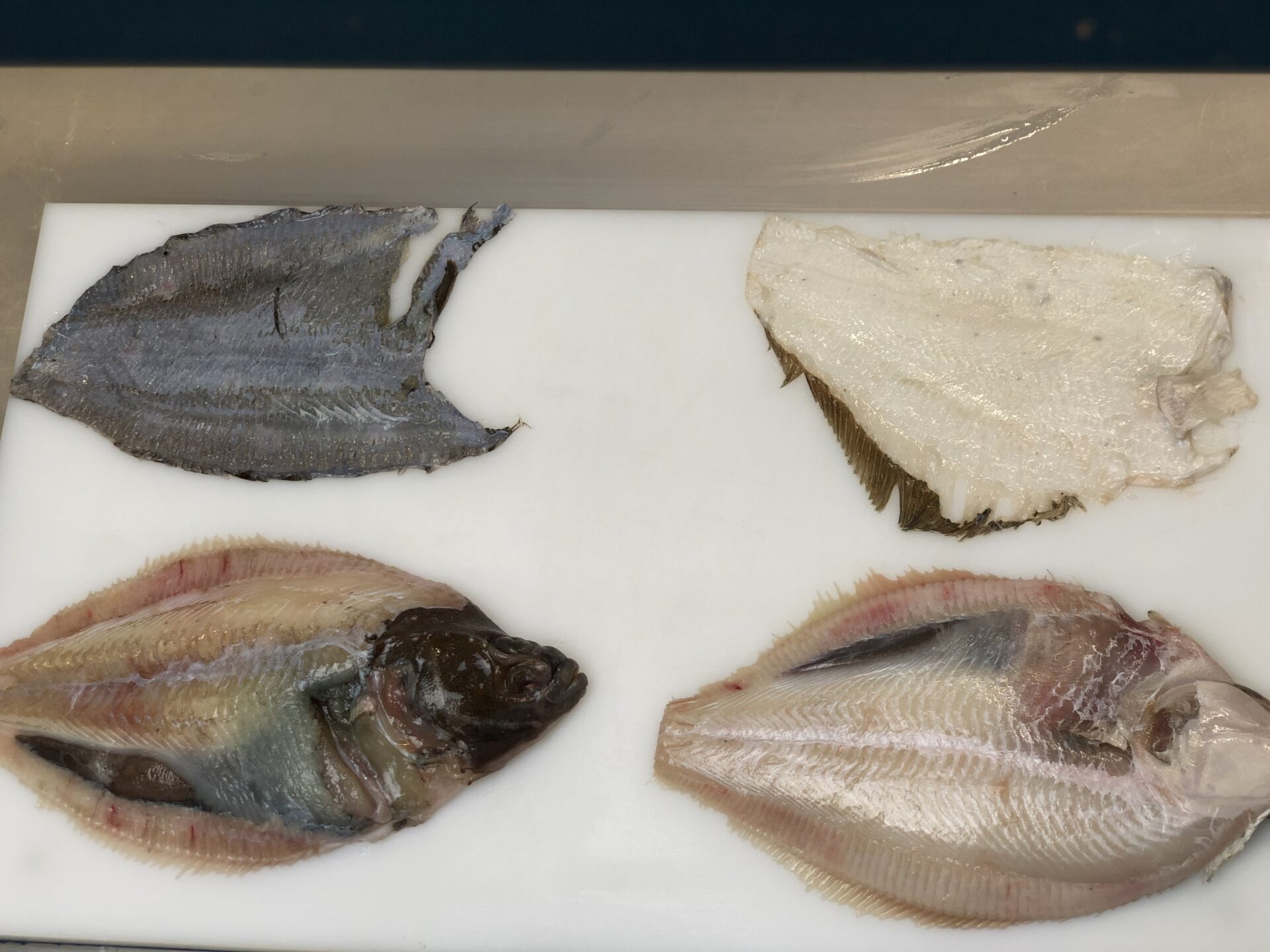 Manual tabletop skinning machine - Manually operated open fish skinner