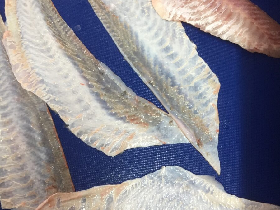 Automatic fish skinner: fillet & fish skinning (peeler) machine - long ...