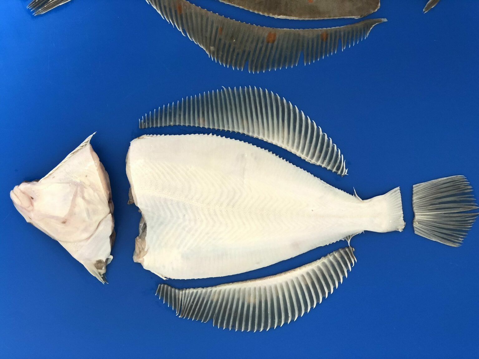 Fin tail head cutter for whole flatfish and other fish up to 25mm