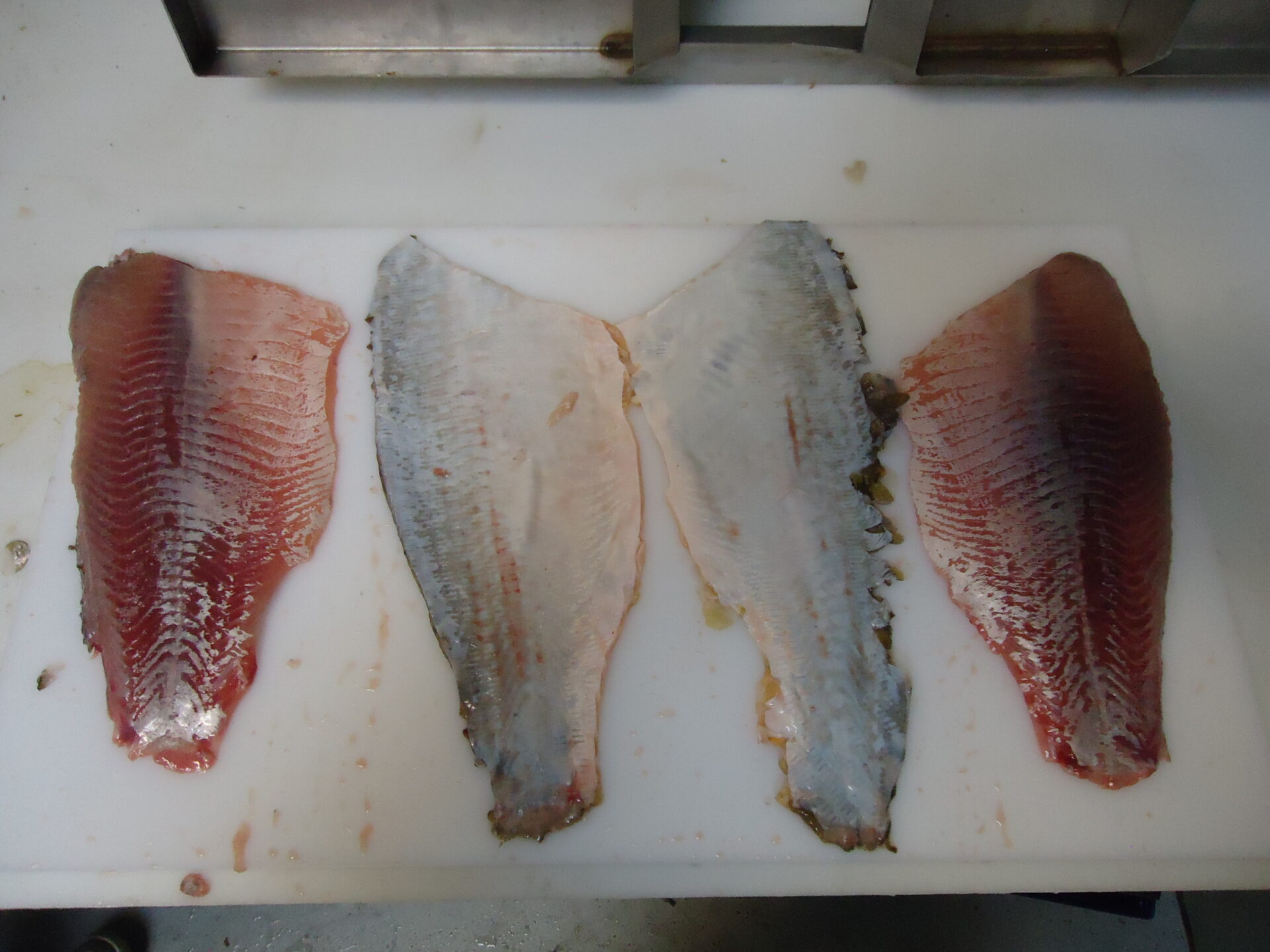 Free standing fish skinner - manual infeed skinning machine